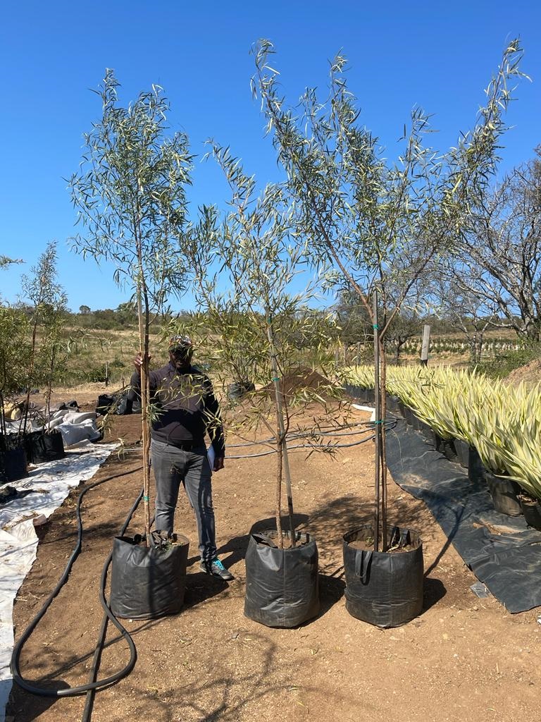 Rivoni Ready Plant and Trees – We supply ready to plant trees and ...